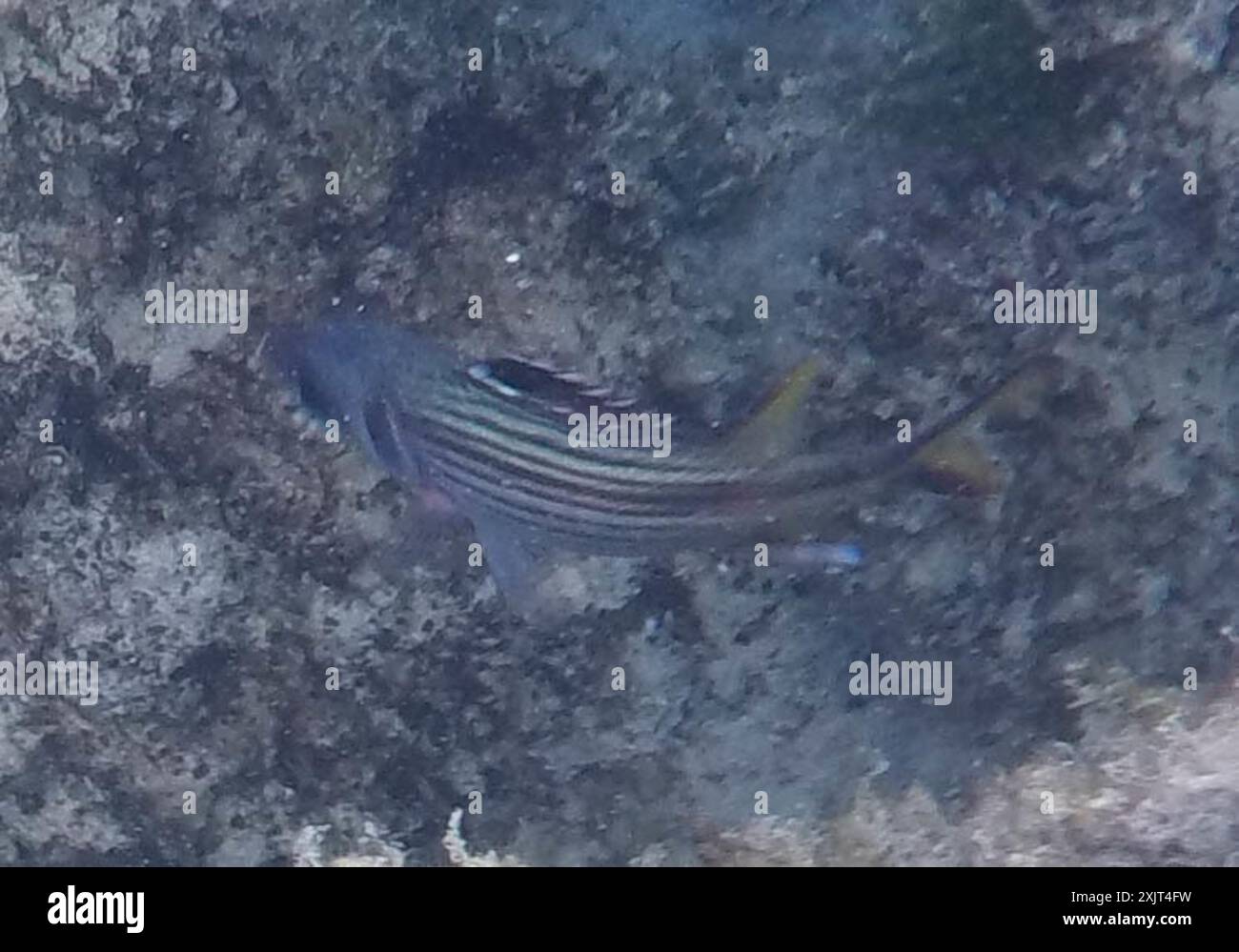 Spotfin Squirrelfish (Neoniphon sammara) Actinopterygii Stock Photo - Alamy