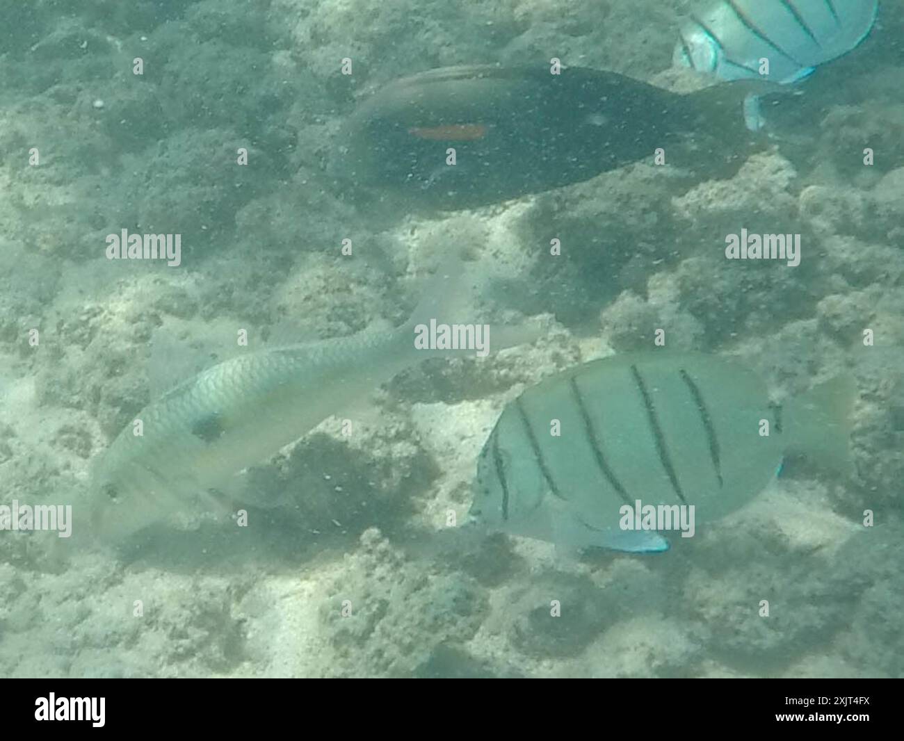 Convict Surgeonfish (Acanthurus triostegus) Actinopterygii Stock Photo ...