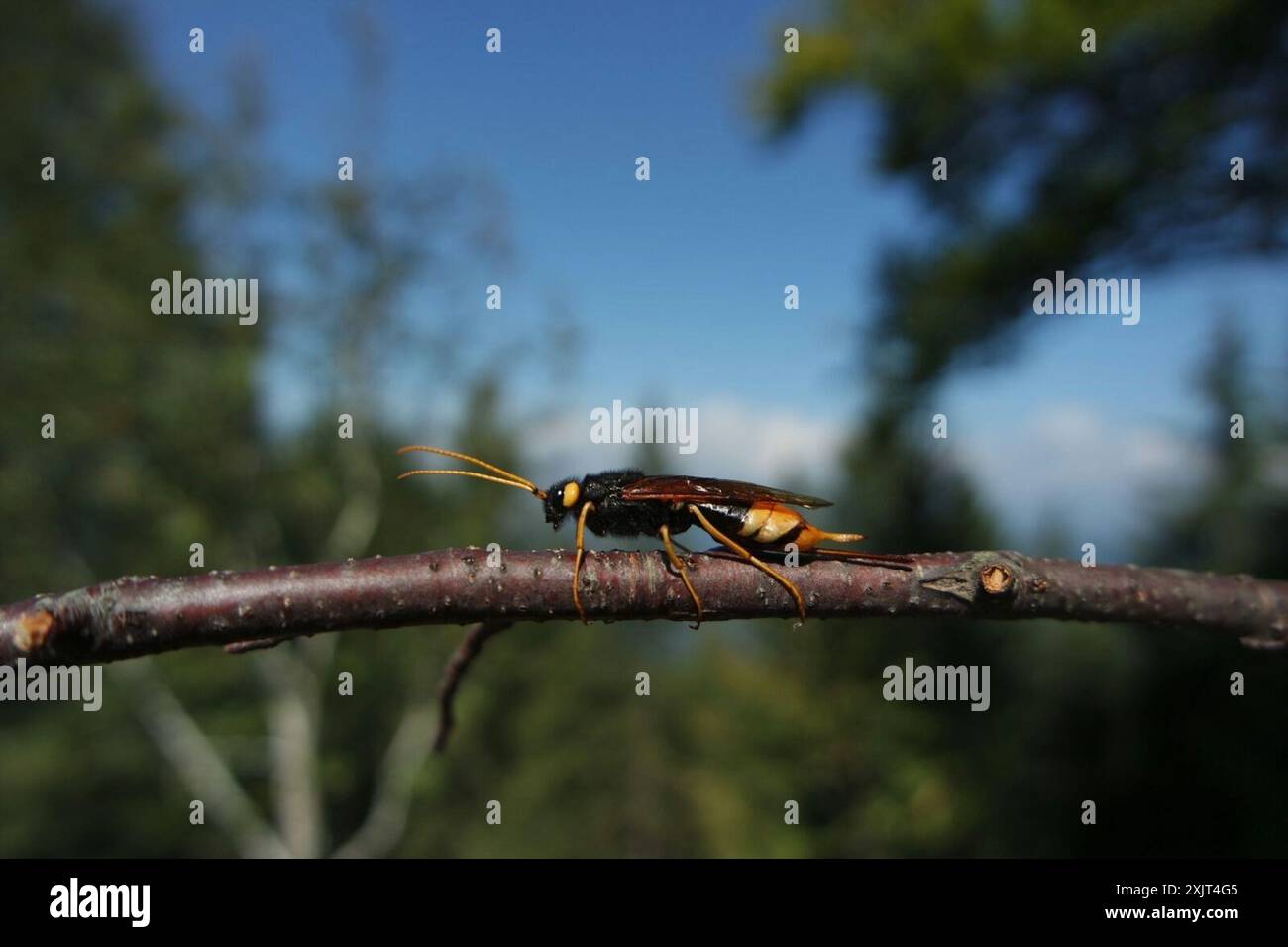 Giant Woodwasp (Urocerus gigas) Insecta Stock Photo - Alamy