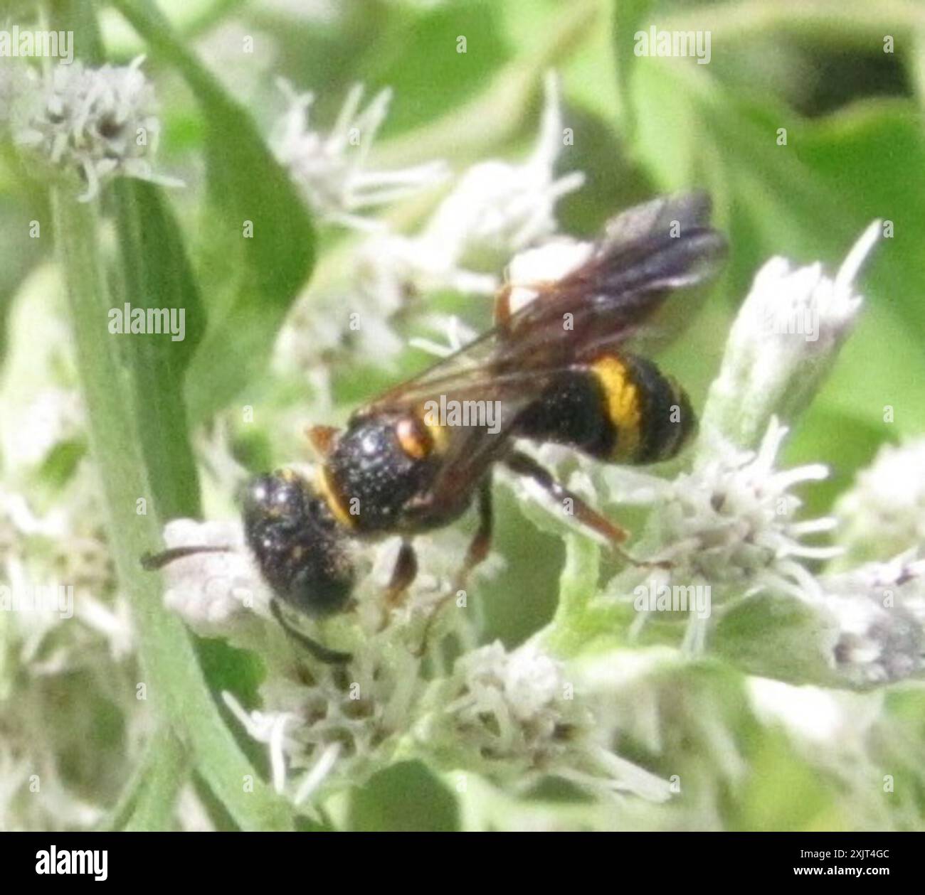 Hump-backed Beewolf (Philanthus gibbosus) Insecta Stock Photo - Alamy