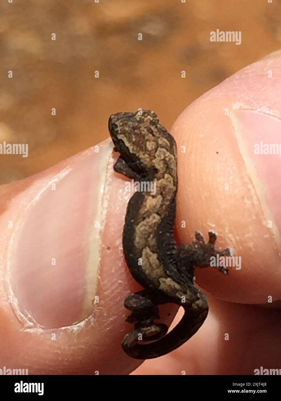 Mourning Gecko (Lepidodactylus lugubris) Reptilia Stock Photo - Alamy