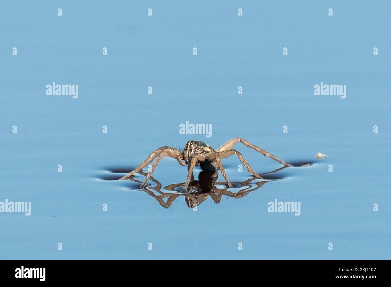 Wetland Giant Wolf Spider (Tigrosa helluo) Arachnida Stock Photo - Alamy