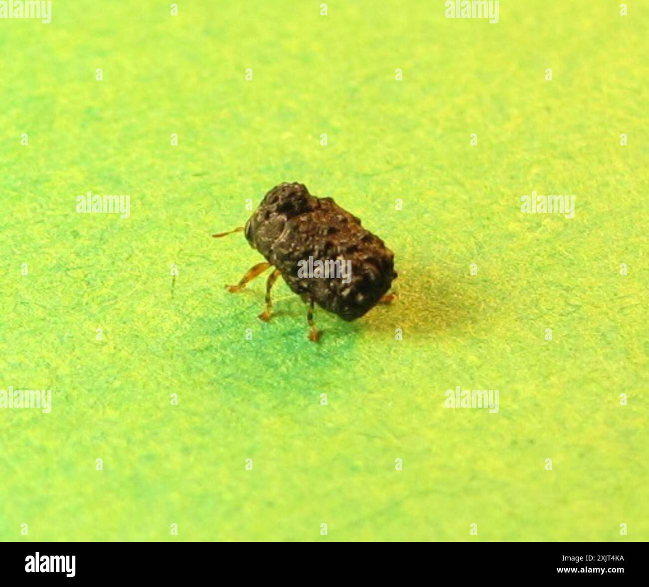 Foveolatus hi-res stock photography and images - Alamy