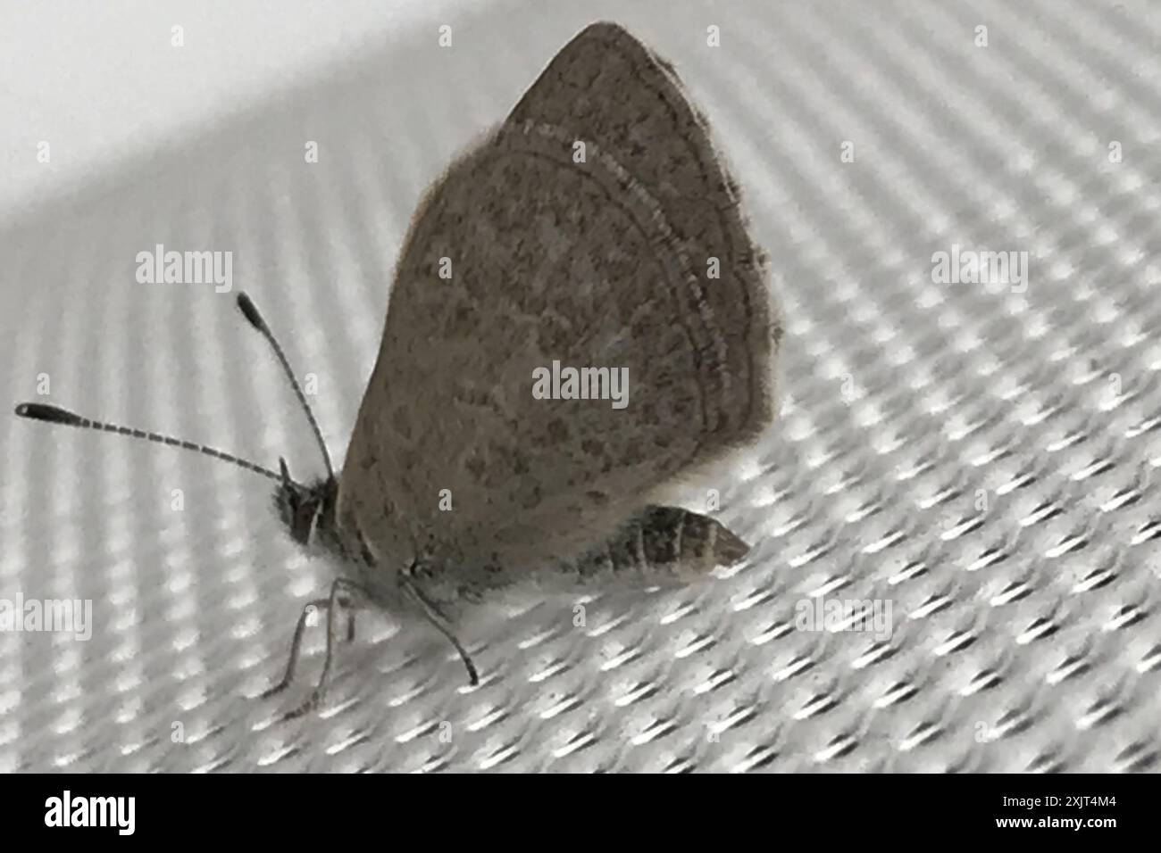 Common Grass-blue (Zizina otis labradus) Insecta Stock Photo - Alamy