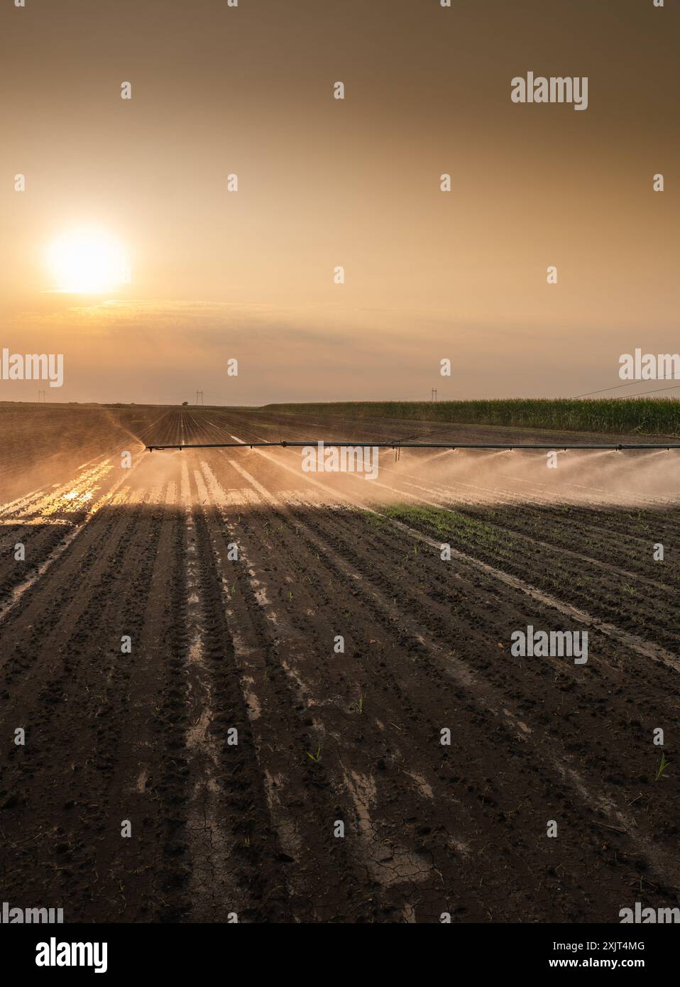 Agricultural irrigation system watering corn field on sunny spring day ...