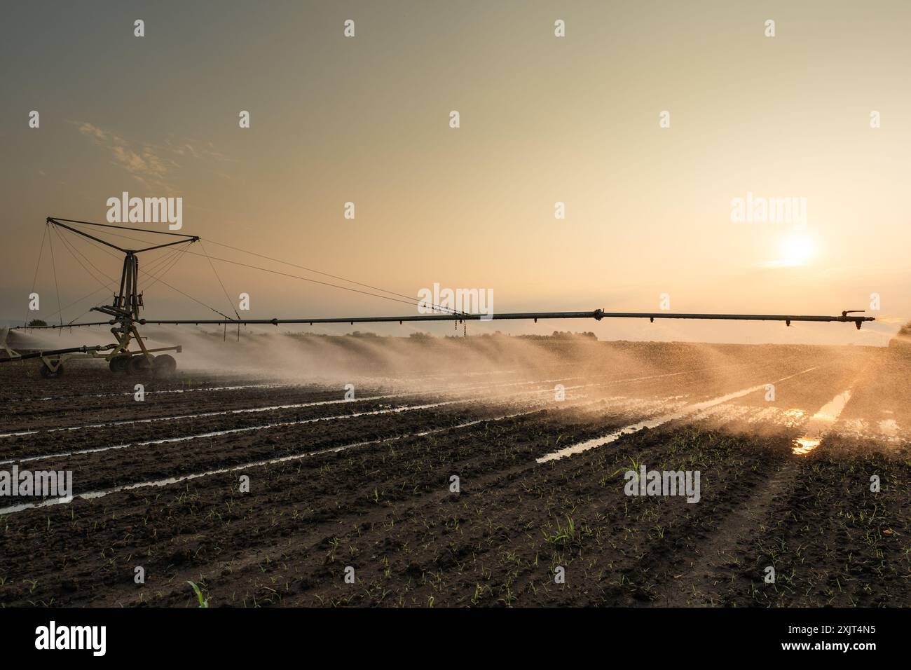 Agricultural irrigation system watering corn field on sunny spring day ...
