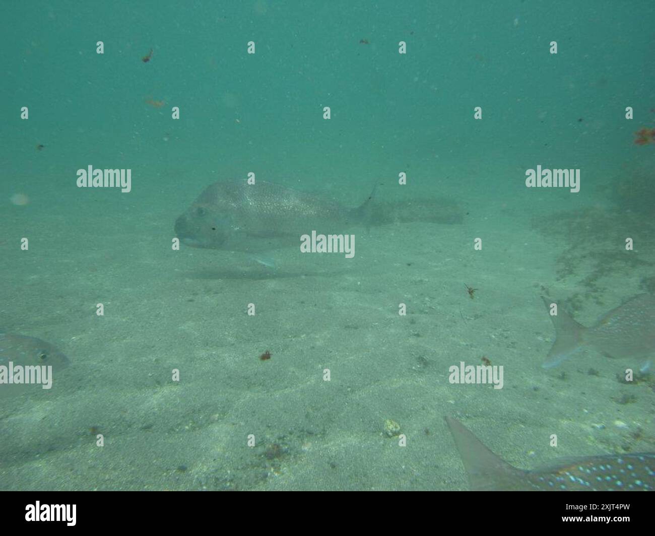 Snapper (Chrysophrys auratus) Actinopterygii Stock Photo - Alamy