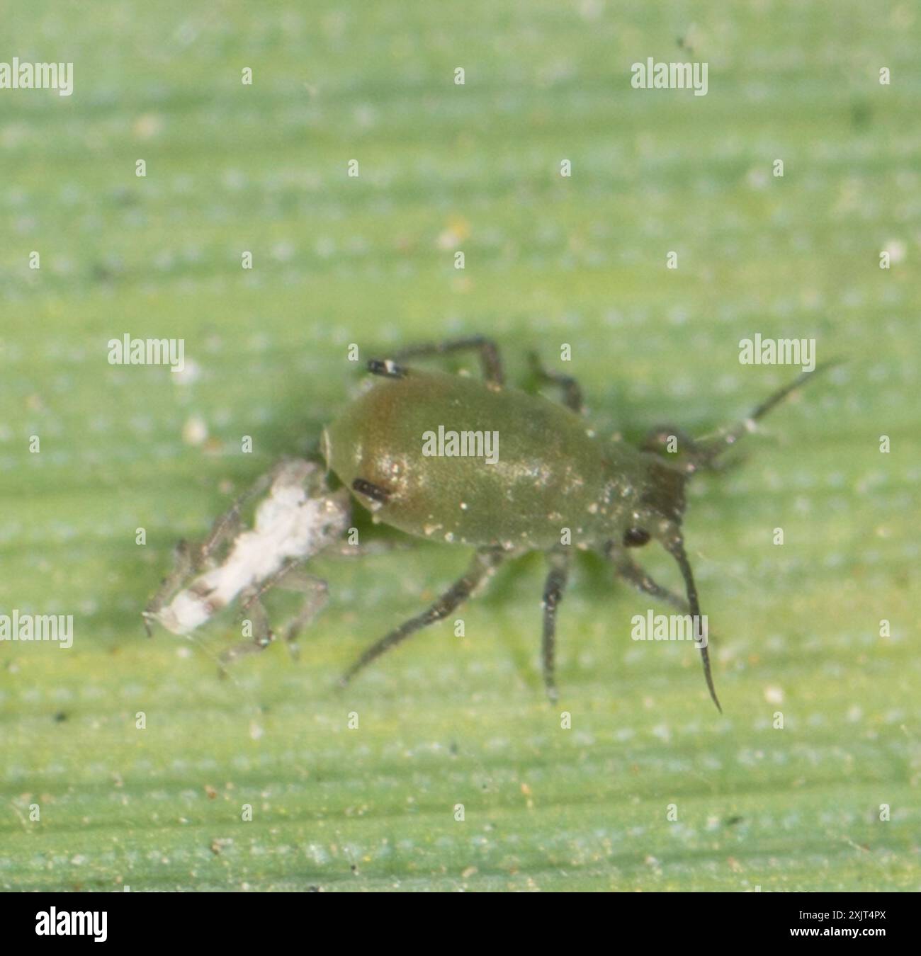 Bird Cherry-oat Aphid (Rhopalosiphum padi) Insecta Stock Photo - Alamy