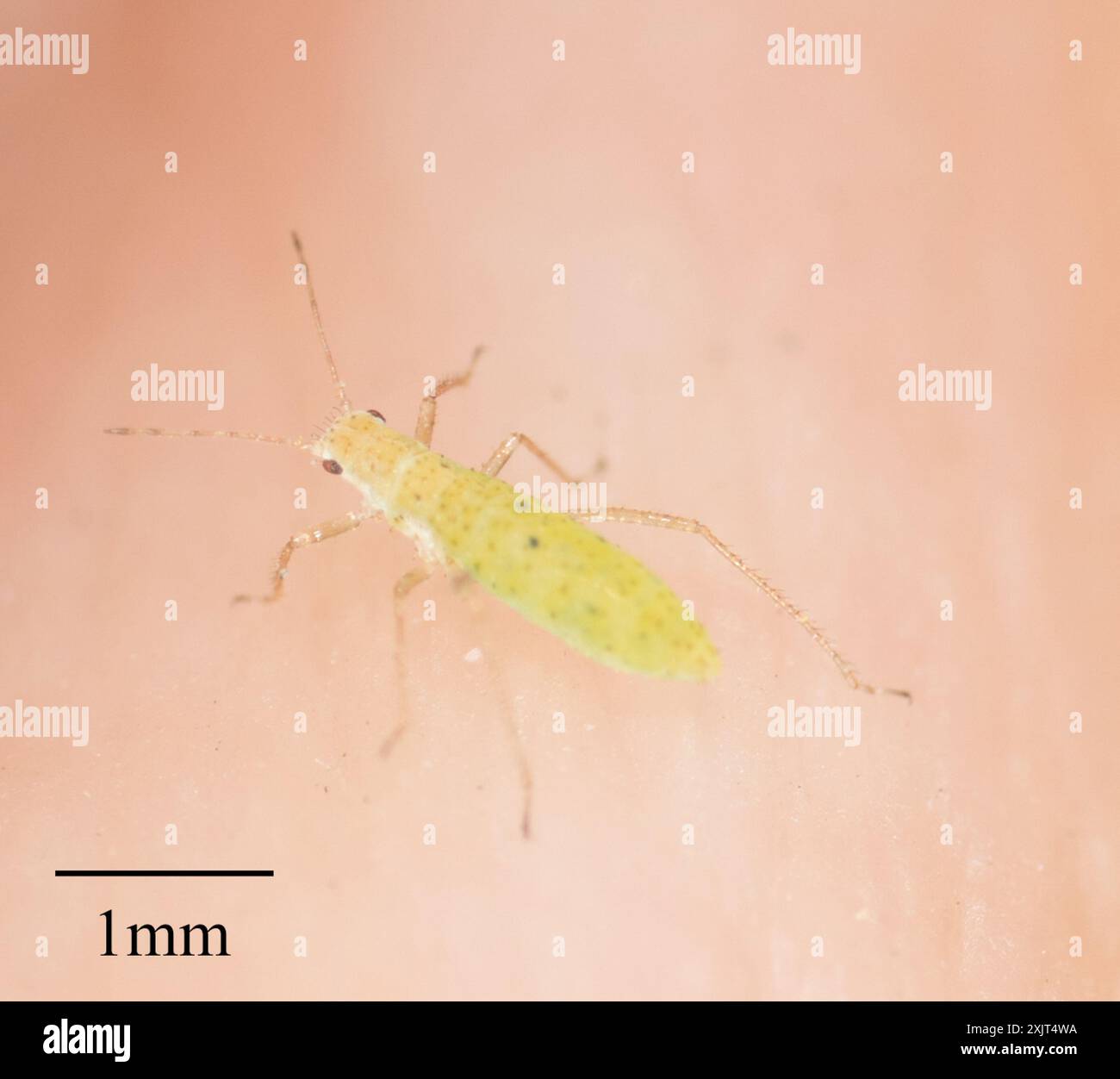 Pine Needle Aphids (Eulachnus) Insecta Stock Photo - Alamy