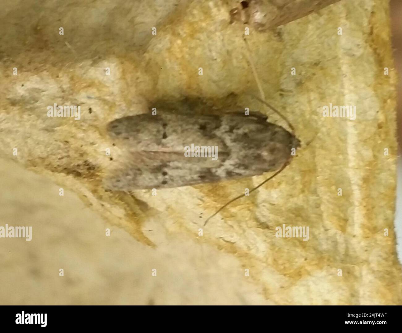 Acorn Moth (Blastobasis glandulella) Insecta Stock Photo - Alamy
