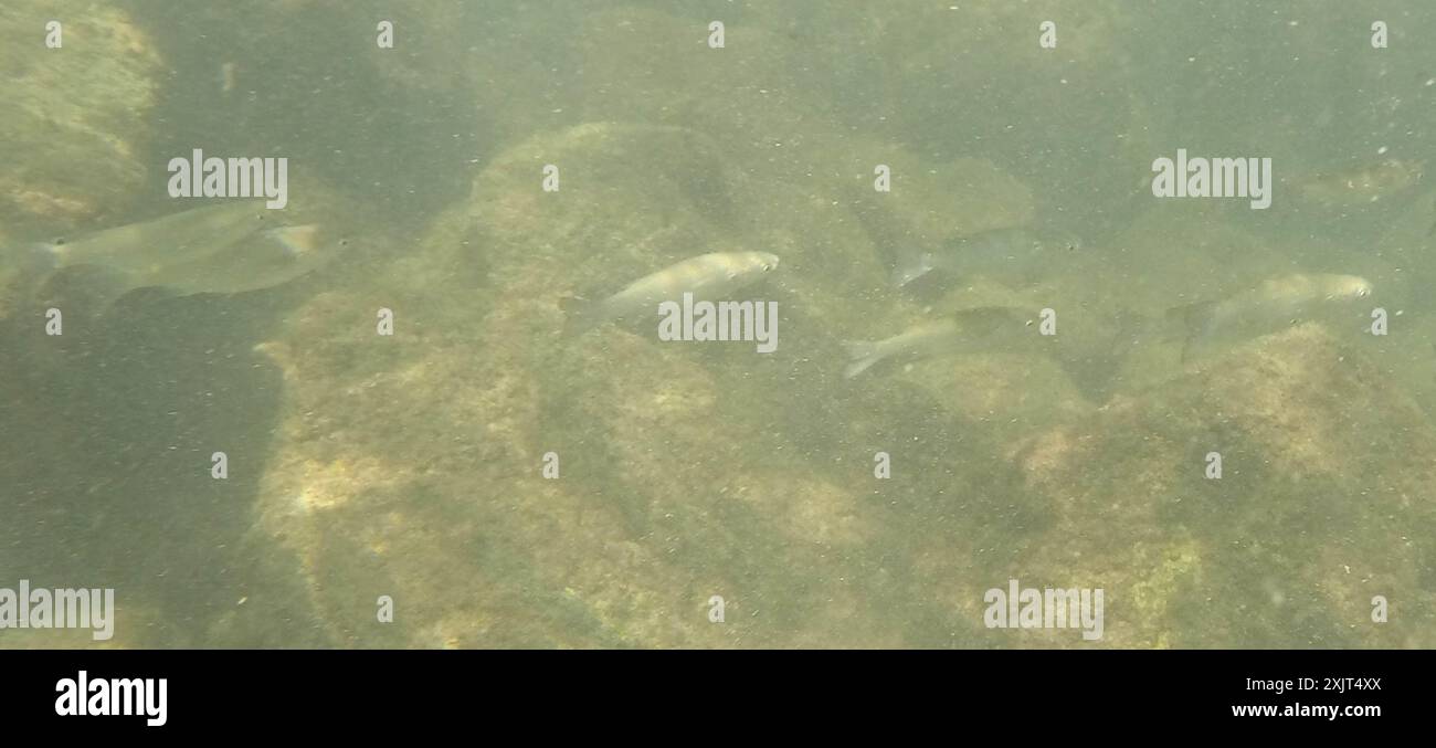 Mullets (Mugilidae) Actinopterygii Stock Photo - Alamy