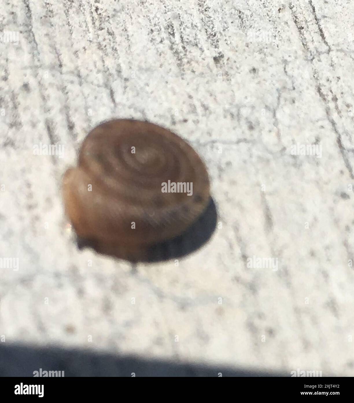 Southern Flatcoil (Polygyra cereolus) Mollusca Stock Photo - Alamy