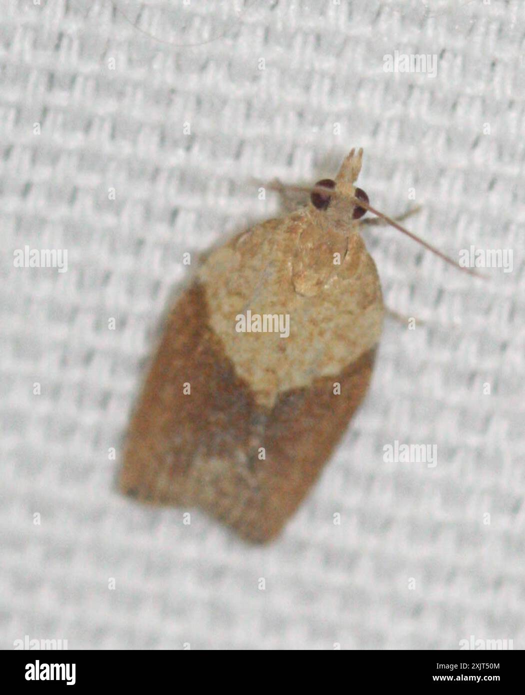 Tortricine Leafroller Moths (Tortricinae) Insecta Stock Photo - Alamy