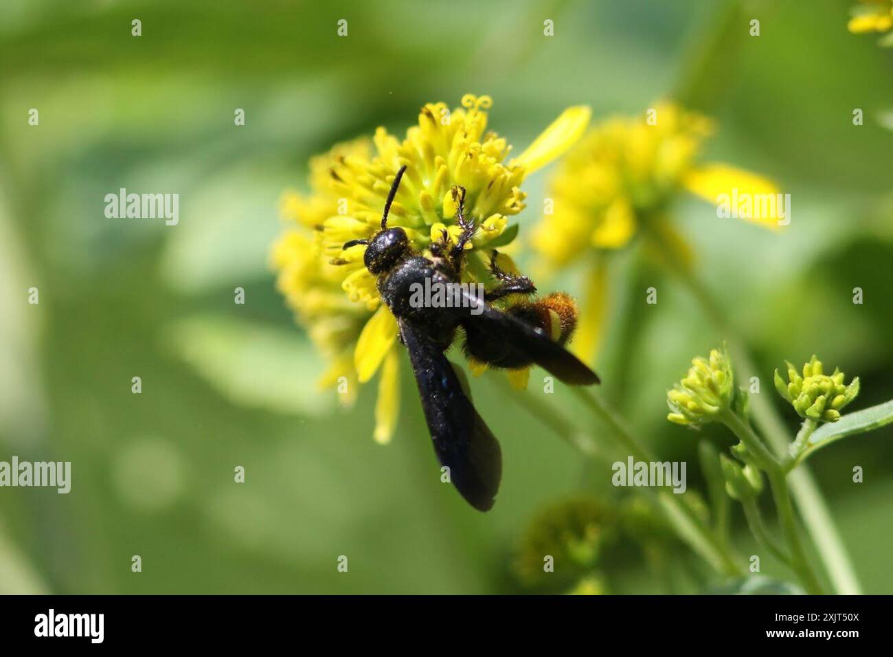 Blue-winged Scoliid Wasp (Scolia dubia) Insecta Stock Photo - Alamy
