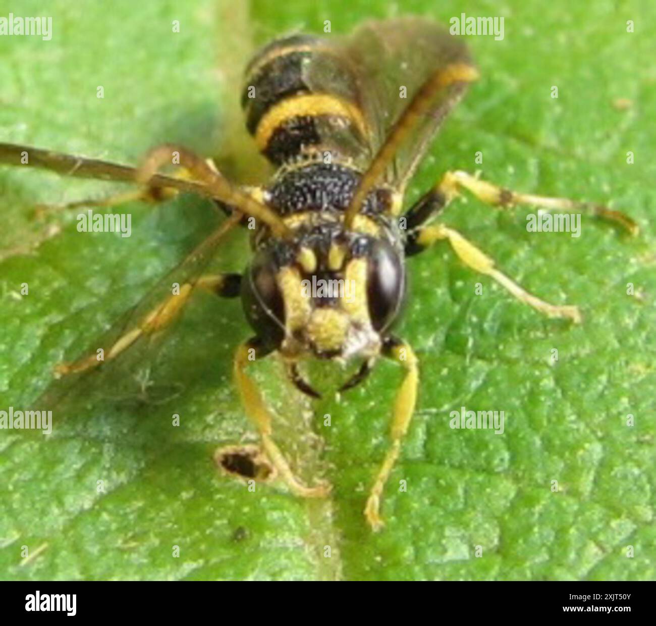 Typical Weevil Wasps and Allies (Cerceris) Insecta Stock Photo - Alamy