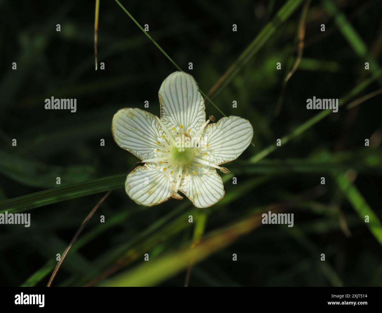 Fen Grass of Parnassus (Parnassia glauca) Plantae Stock Photo - Alamy