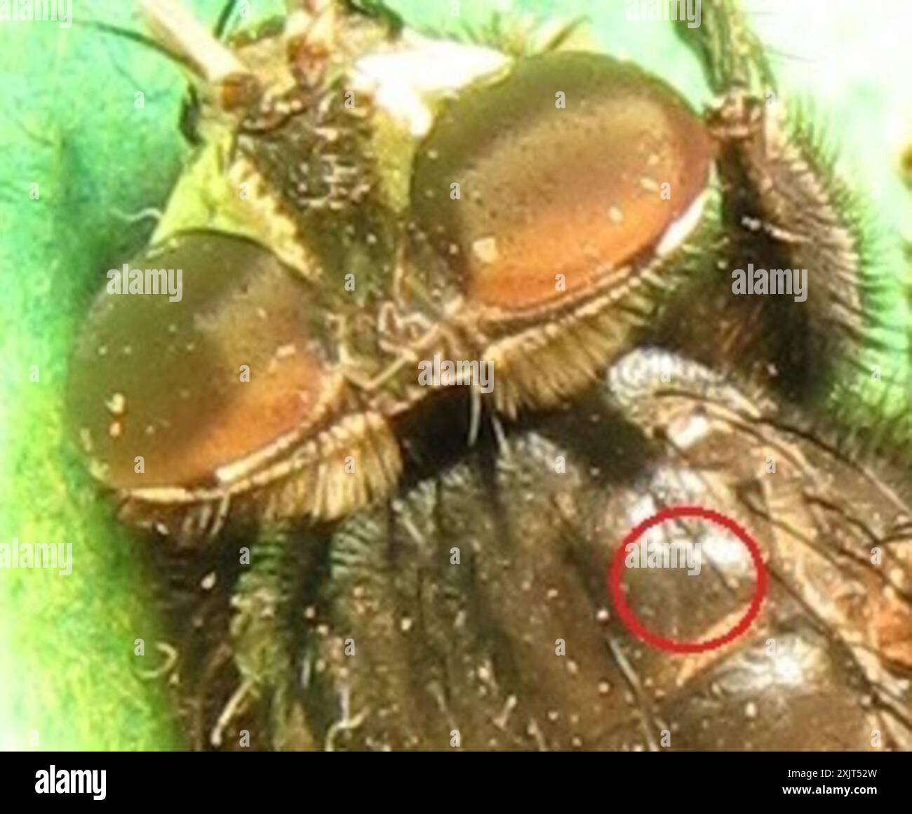 Shiny Blue Bottle Fly (Cynomya cadaverina) Insecta Stock Photo - Alamy