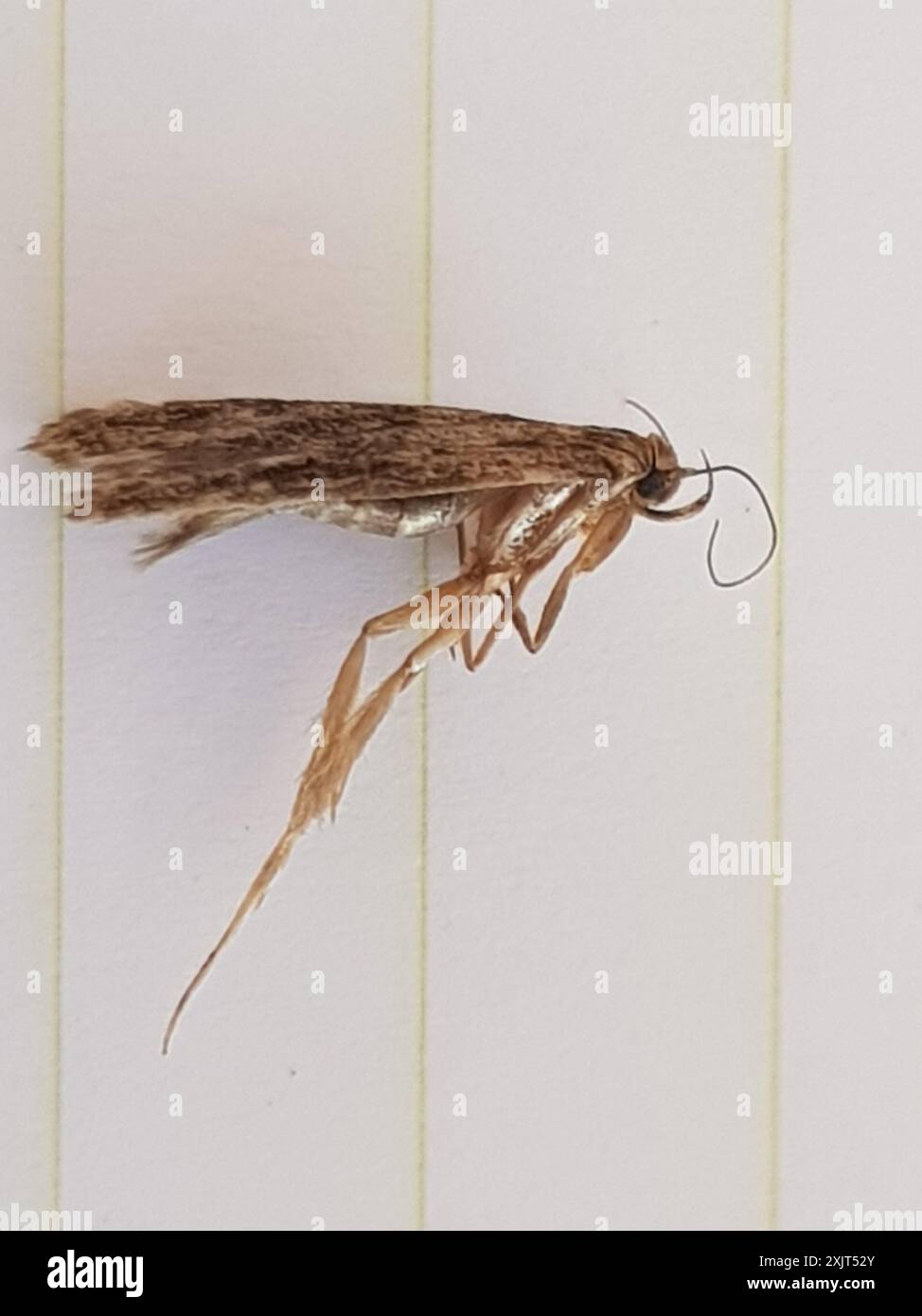 Brown House Moth (Hofmannophila pseudospretella) Insecta Stock Photo ...