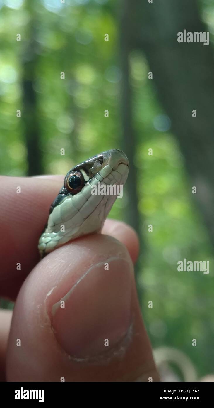 Northern Ribbon Snake (Thamnophis saurita septentrionalis) Reptilia ...