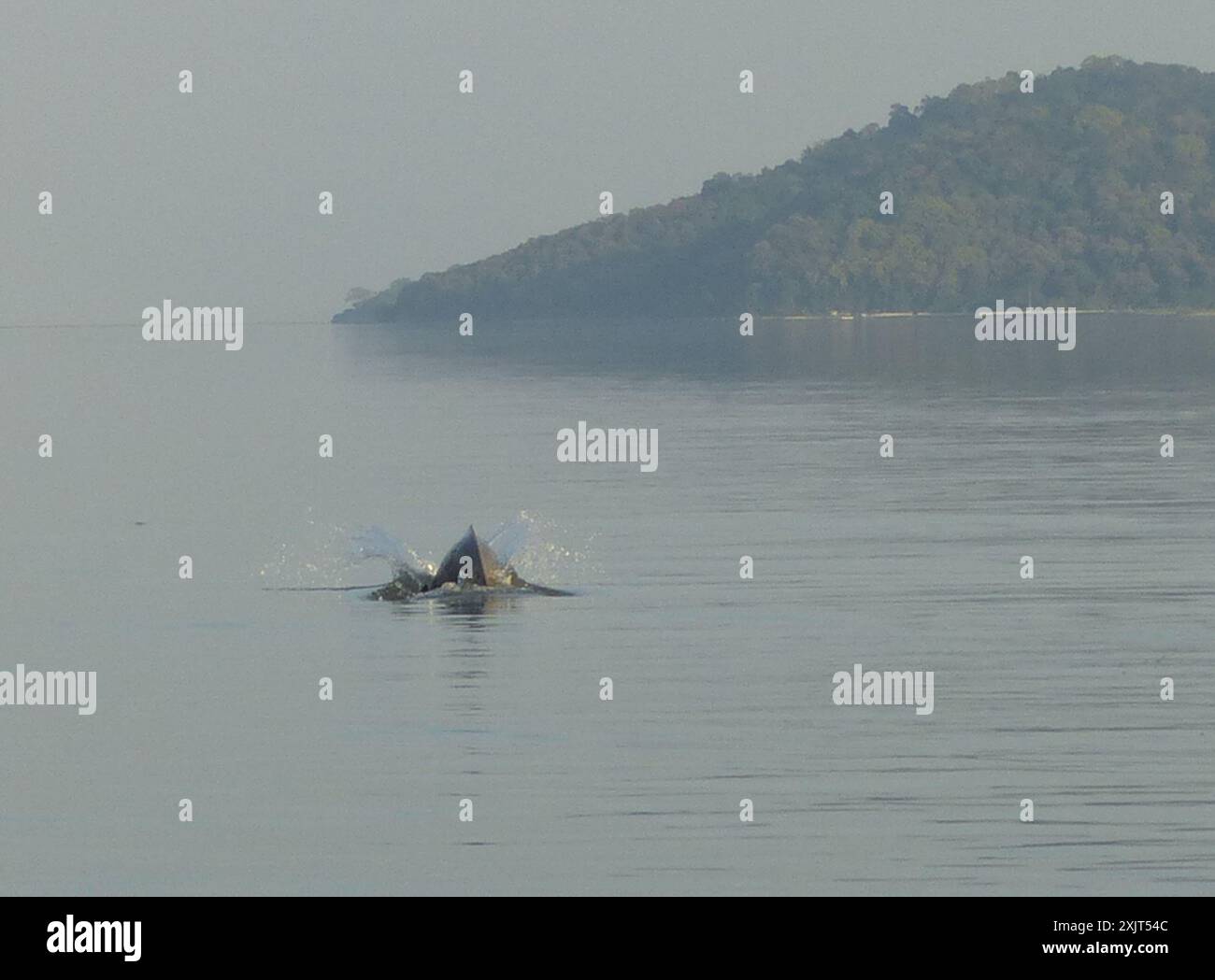 Ganges River Dolphin (Platanista gangetica) Mammalia Stock Photo - Alamy