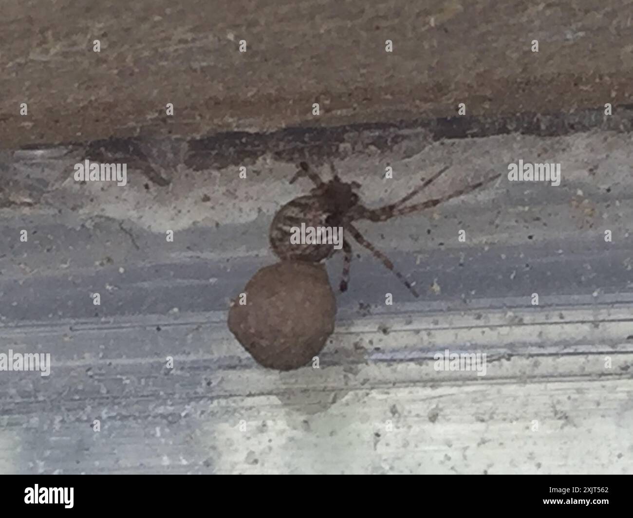 Diamond Comb-footed Spider (Cryptachaea veruculata) Arachnida Stock ...