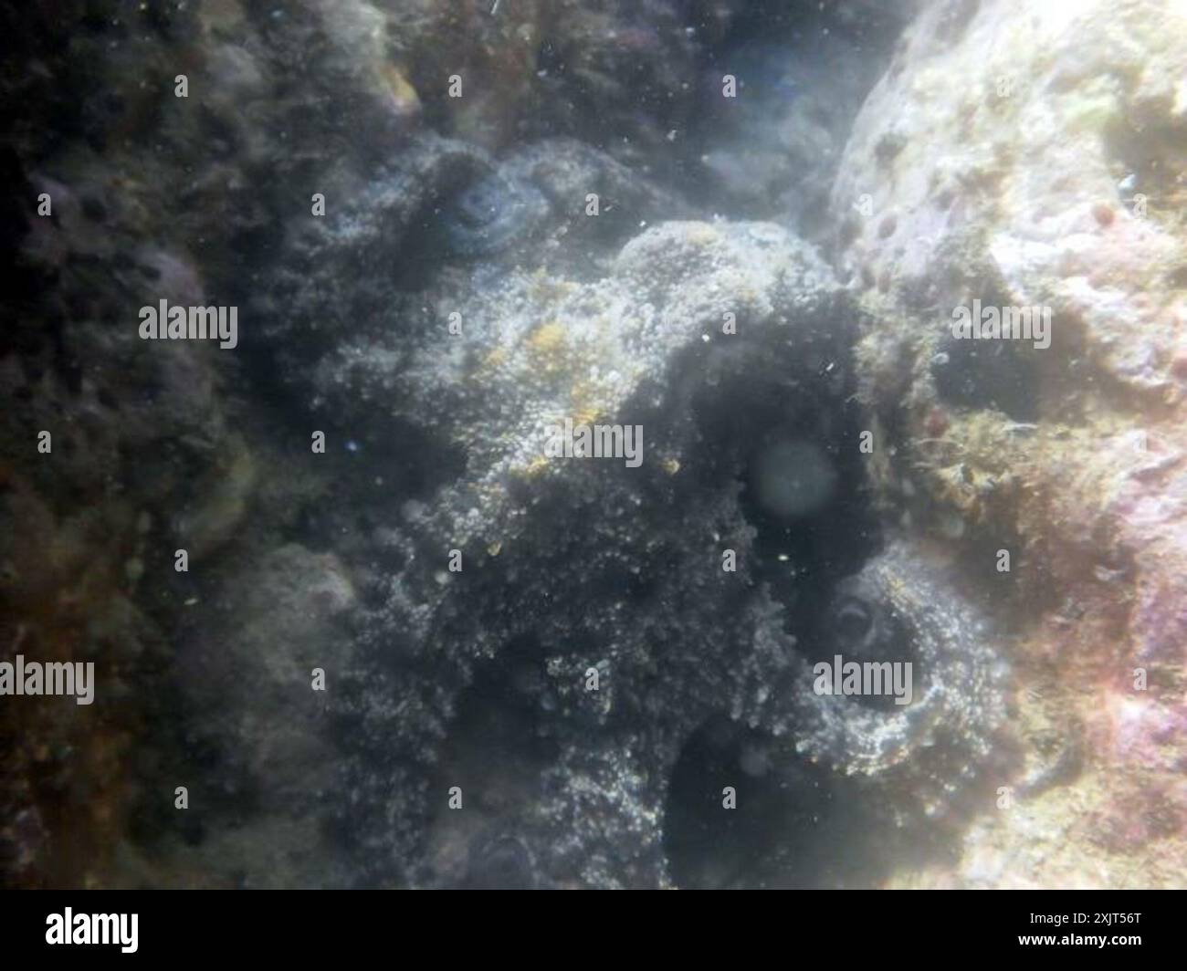 Typical Octopuses (Octopodidae) Mollusca Stock Photo - Alamy