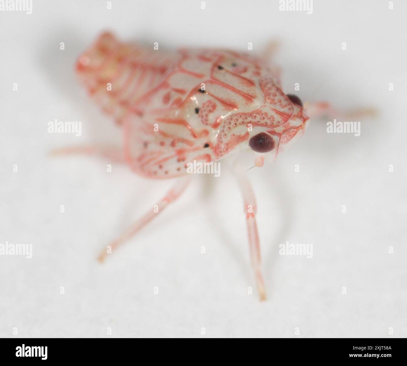 Torpedo Bug (Siphanta acuta) Insecta Stock Photo - Alamy