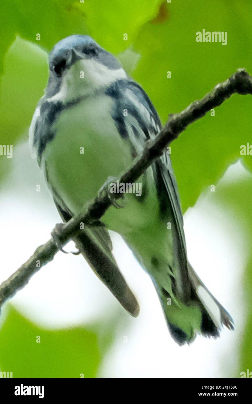 Setophaga cerulea hi-res stock photography and images - Alamy