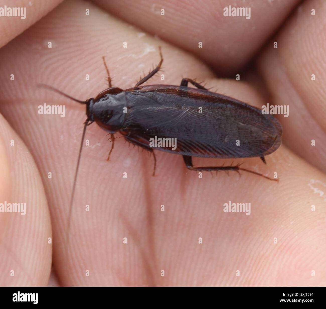 Western Wood Cockroach (Parcoblatta americana) Insecta Stock Photo - Alamy