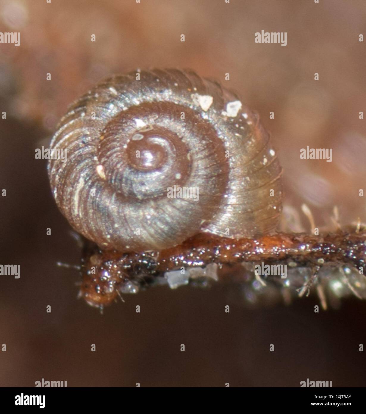 Pinhead Spot Snail (Paralaoma servilis) Mollusca Stock Photo - Alamy