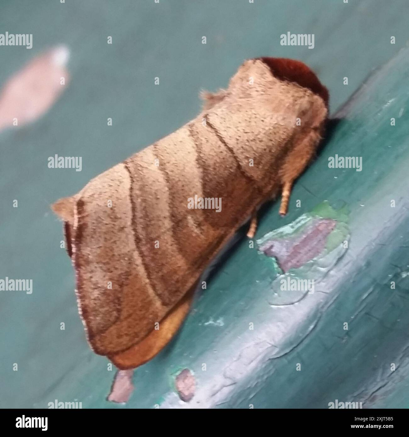 Walnut Caterpillar Moth (Datana integerrima) Insecta Stock Photo - Alamy