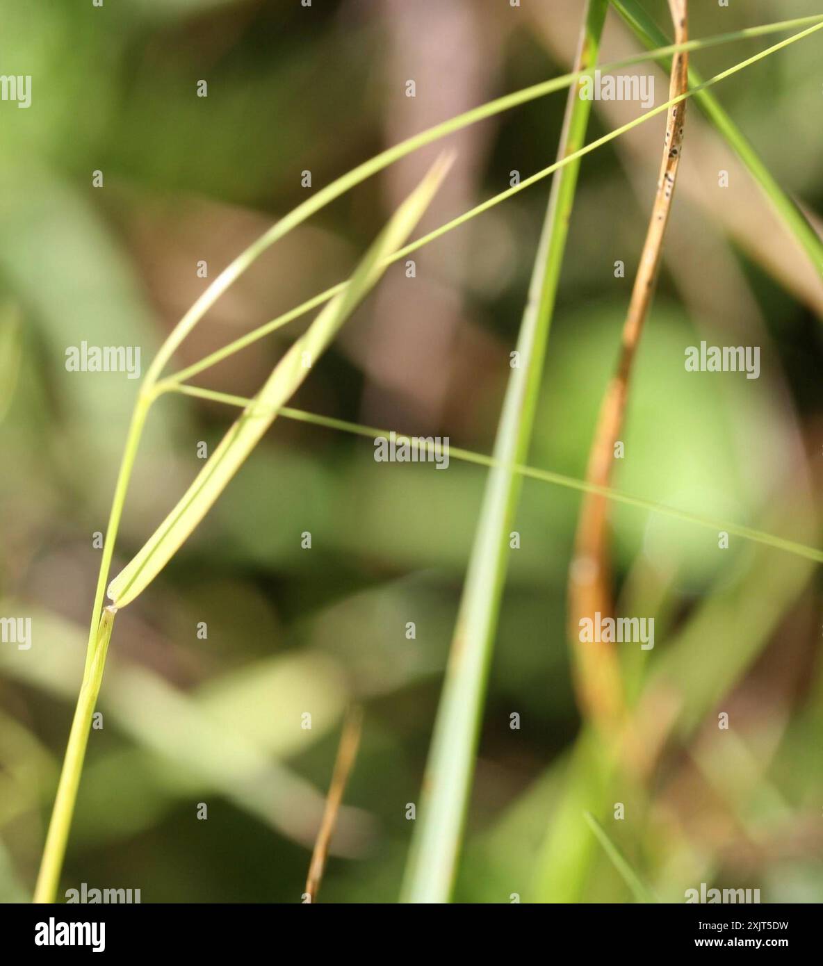 grasses (Poaceae) Plantae Stock Photo - Alamy