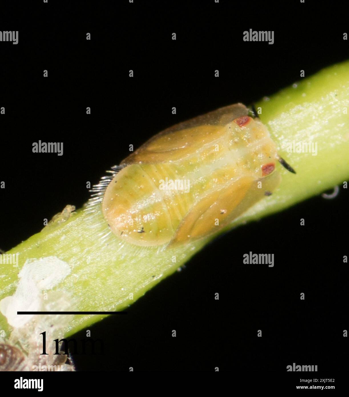 Diaphorina citrus hi-res stock photography and images - Alamy