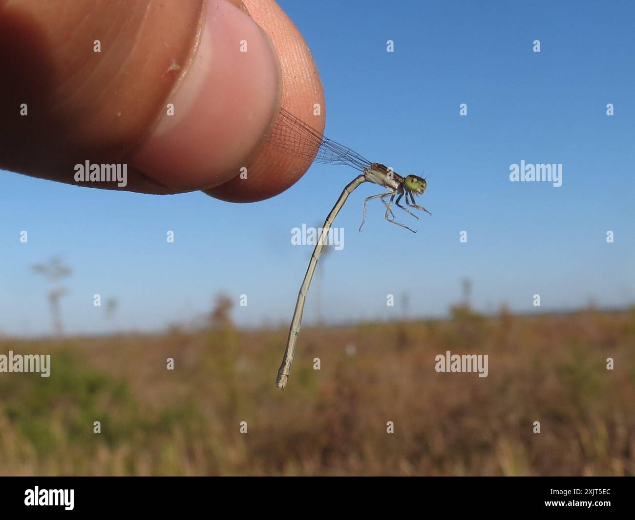 Sprites (Nehalennia) Insecta Stock Photo - Alamy