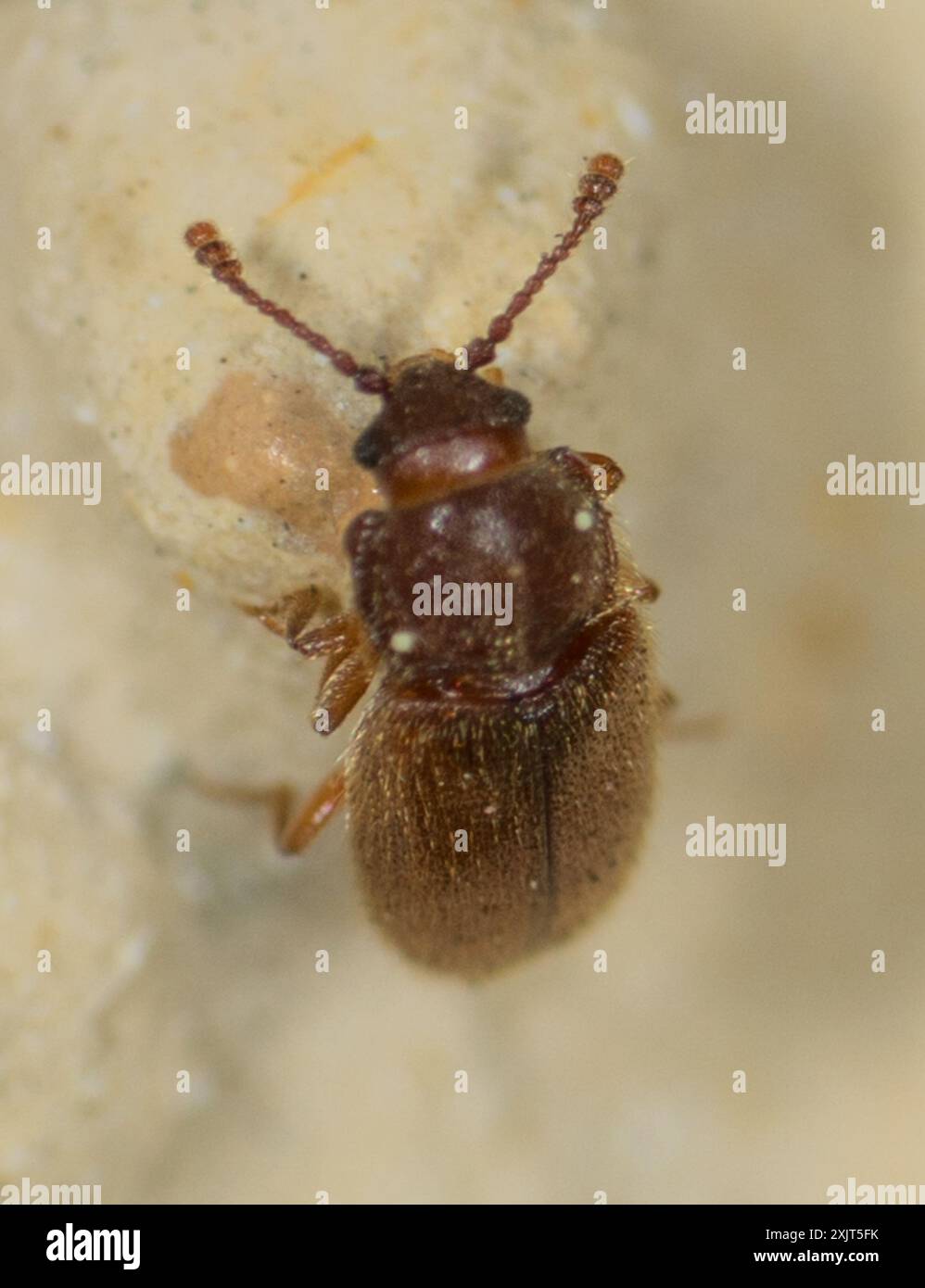 Cryptophagus hi-res stock photography and images - Alamy