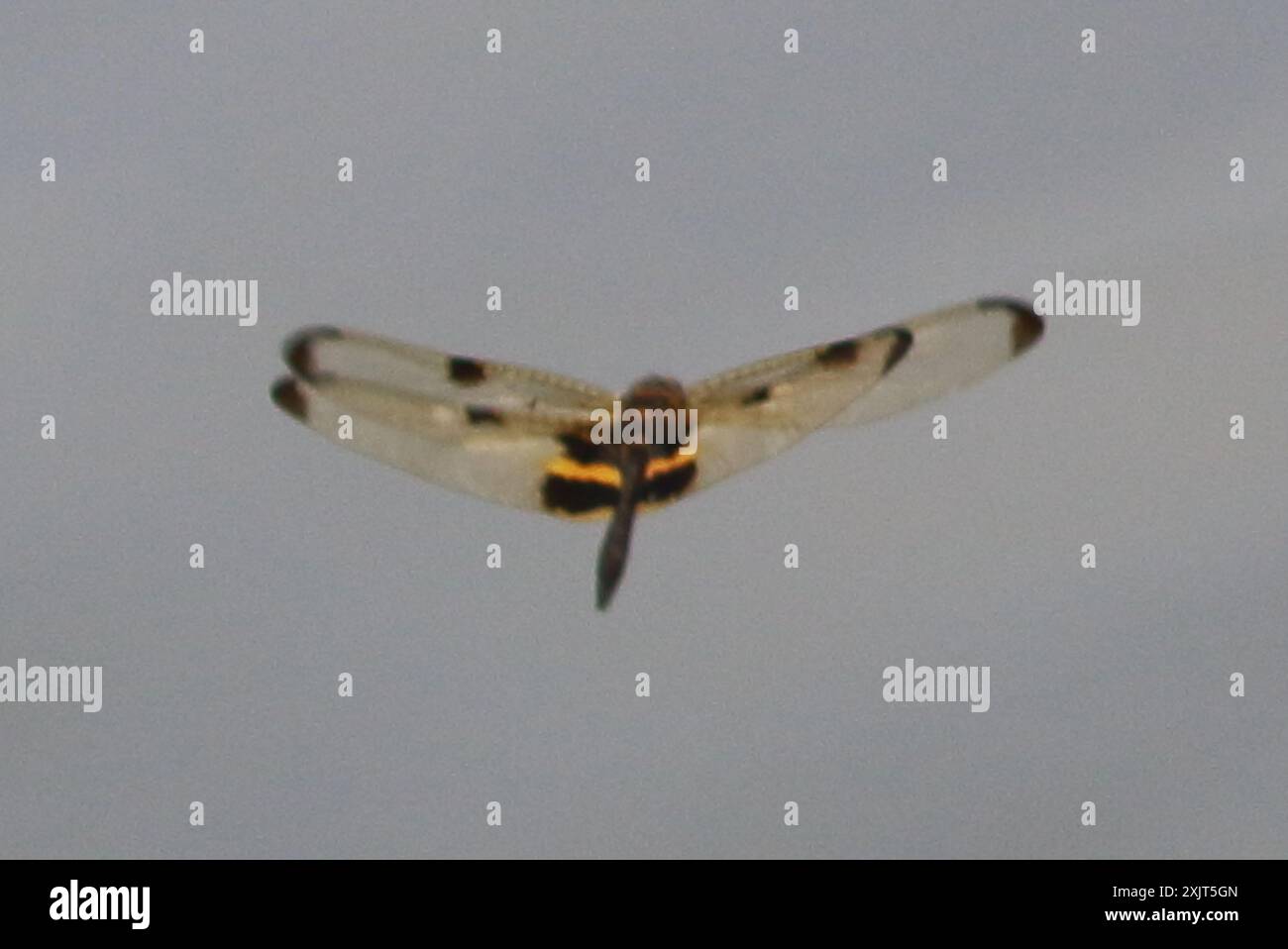 Yellow-striped Flutterer (Rhyothemis phyllis) Insecta Stock Photo - Alamy