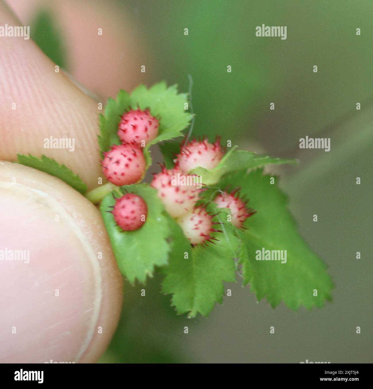 Diplolepis polita hi-res stock photography and images - Alamy