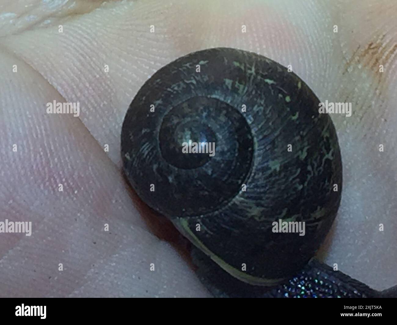 Garden Snail (Cornu aspersum) Mollusca Stock Photo - Alamy