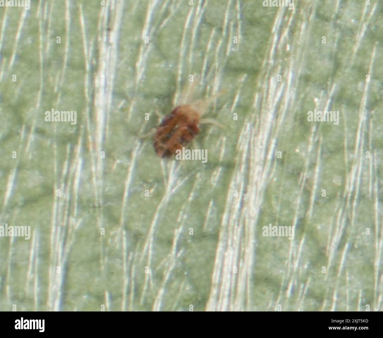 Spider Mites (Tetranychidae) Arachnida Stock Photo - Alamy