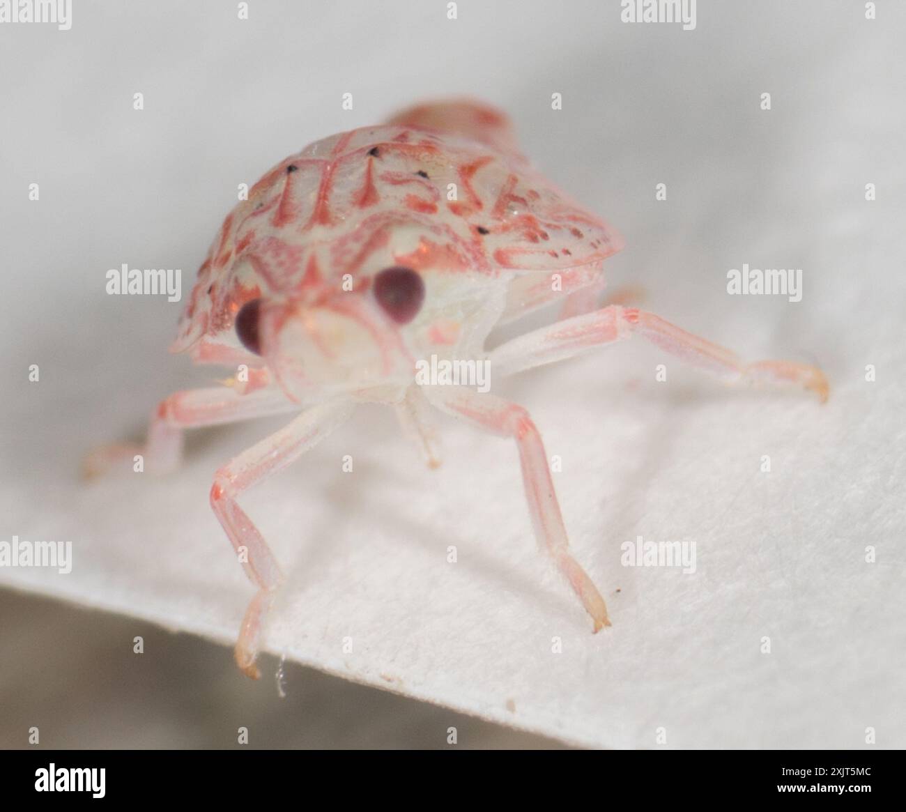 Torpedo Bug (Siphanta acuta) Insecta Stock Photo - Alamy