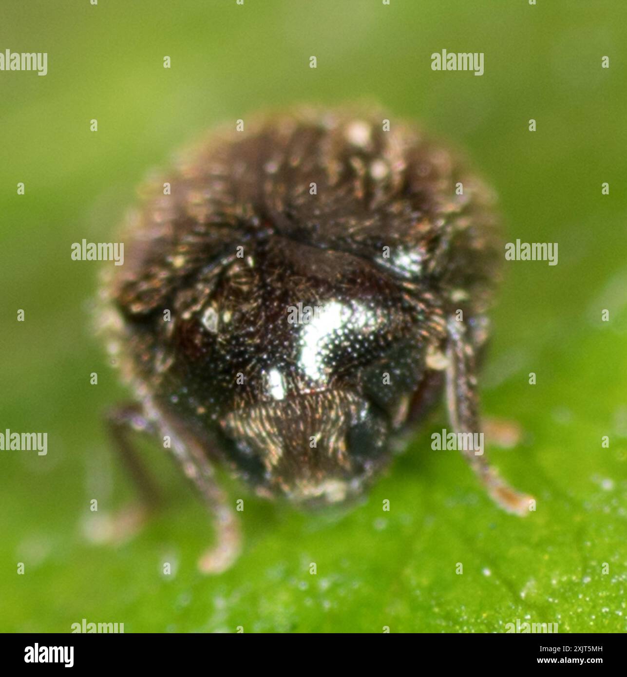 Puffball Beetles (Caenocara) Insecta Stock Photo - Alamy