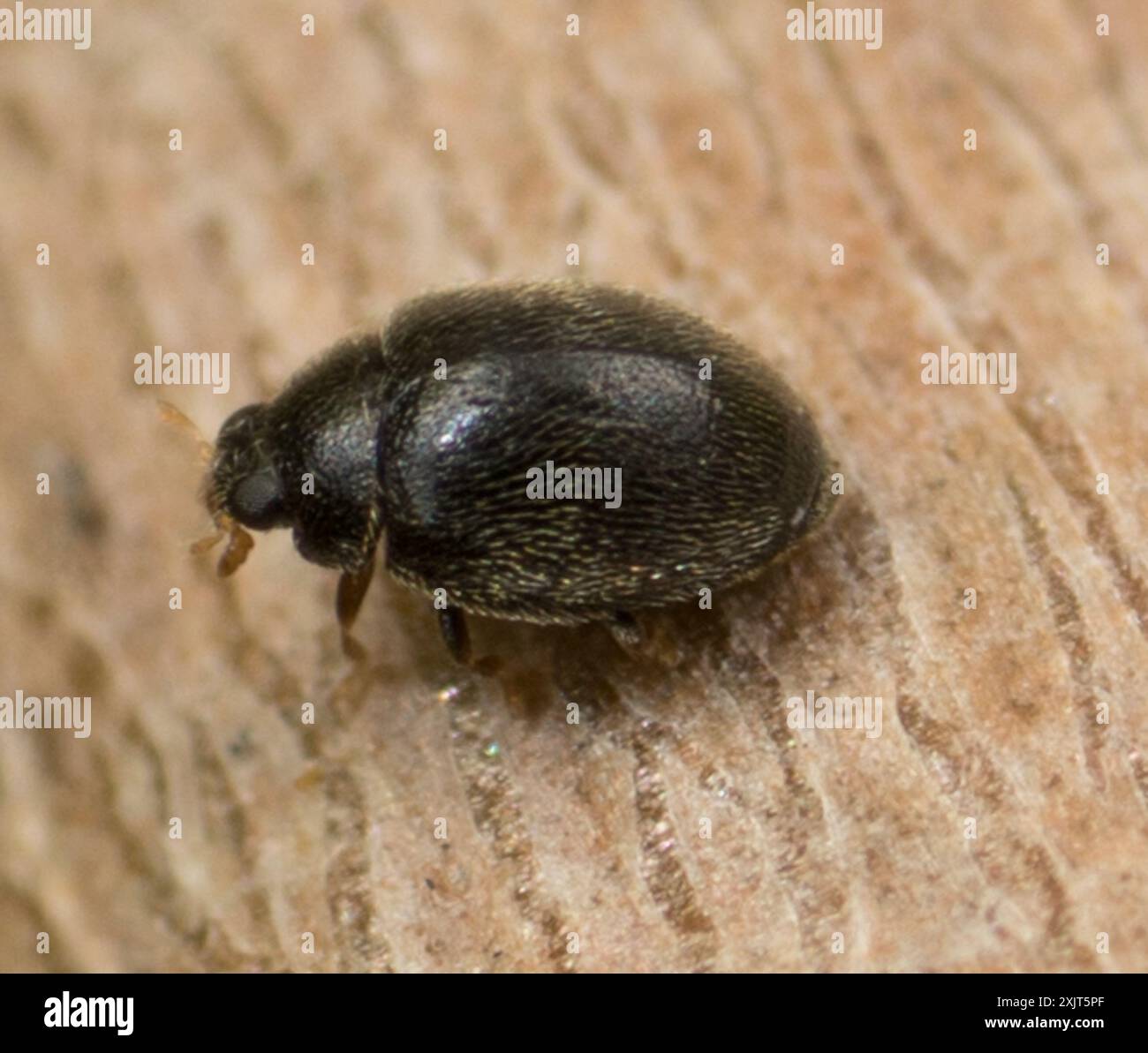 Spider Mite Destroyer (Stethorus punctum) Insecta Stock Photo - Alamy