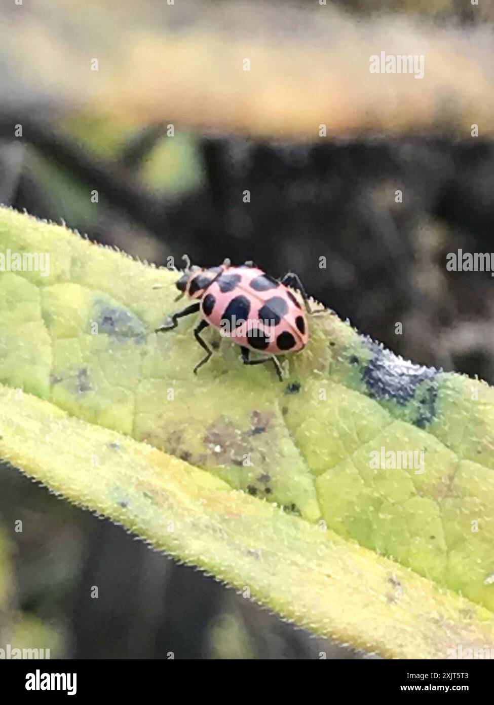 Spotted Pink Lady Beetle (Coleomegilla maculata) Insecta Stock Photo ...