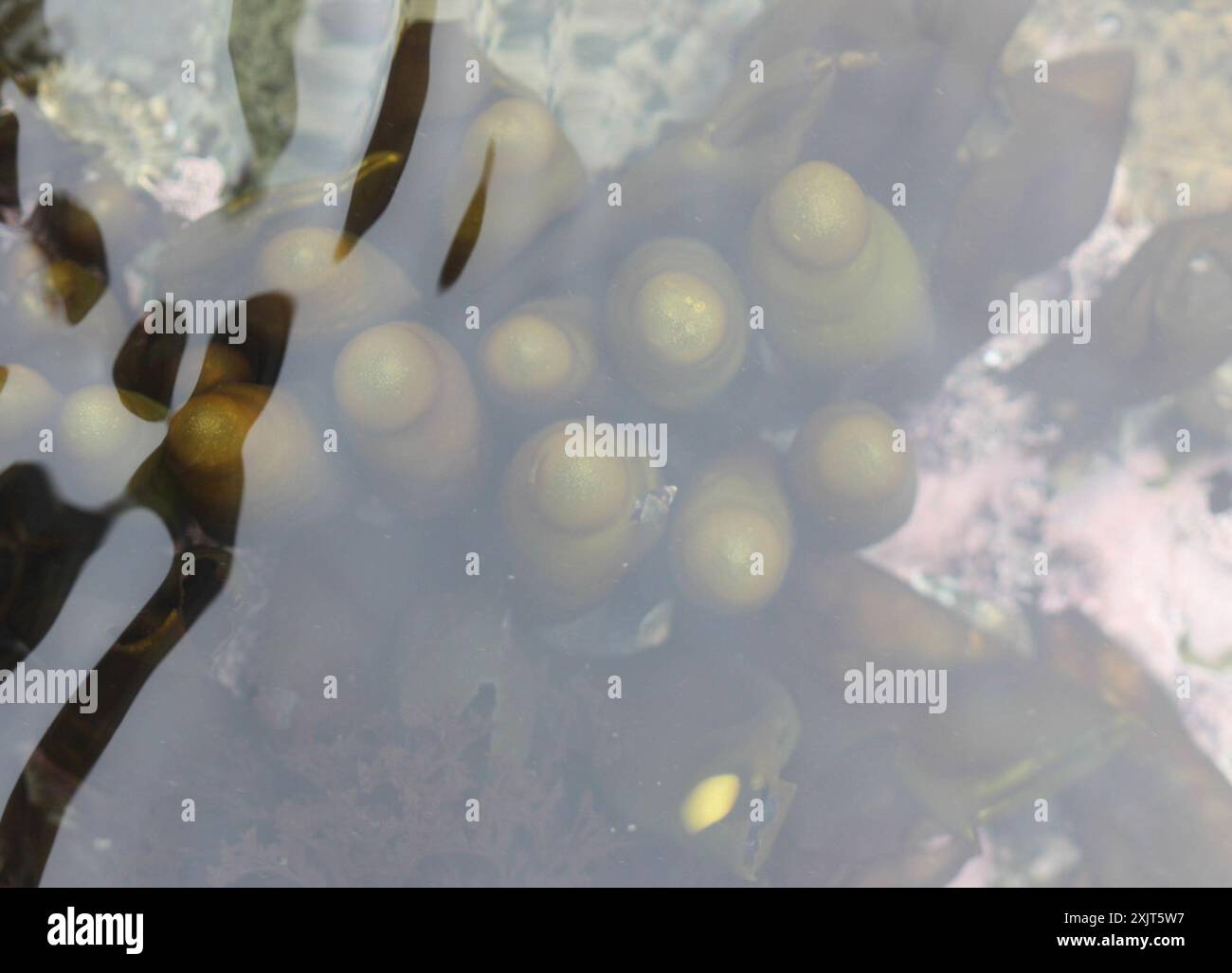 Sea Sacks (Halosaccion glandiforme) Plantae Stock Photo - Alamy