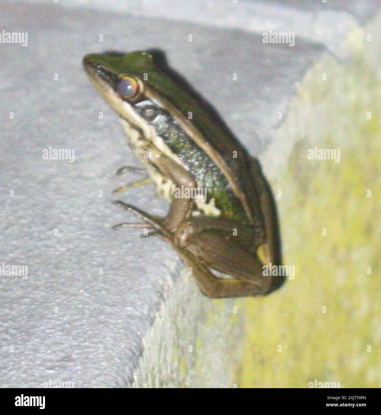 Green Paddy Frog (Hylarana erythraea) Amphibia Stock Photo - Alamy