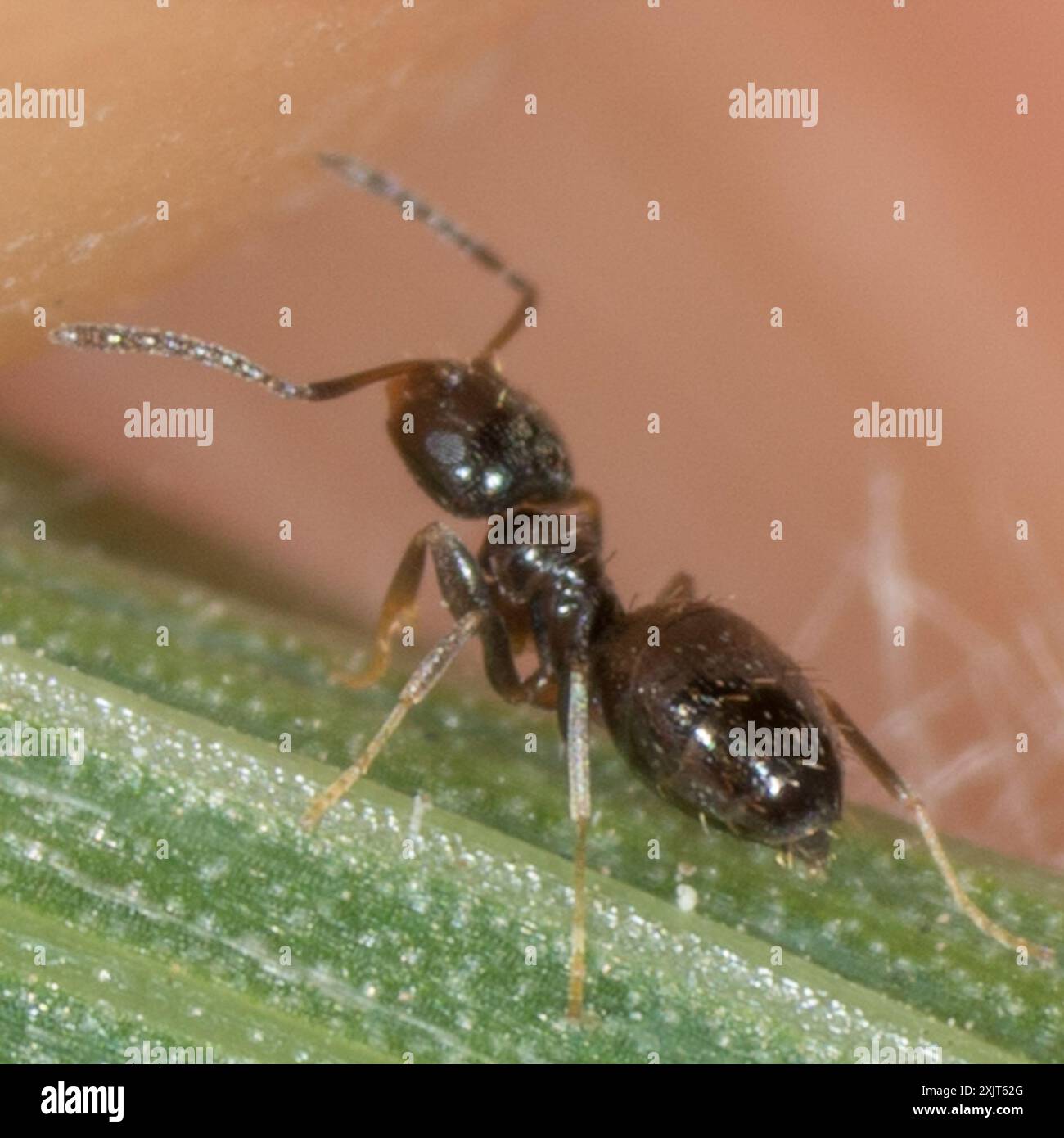Brachymyrmex patagonicus hi-res stock photography and images - Alamy