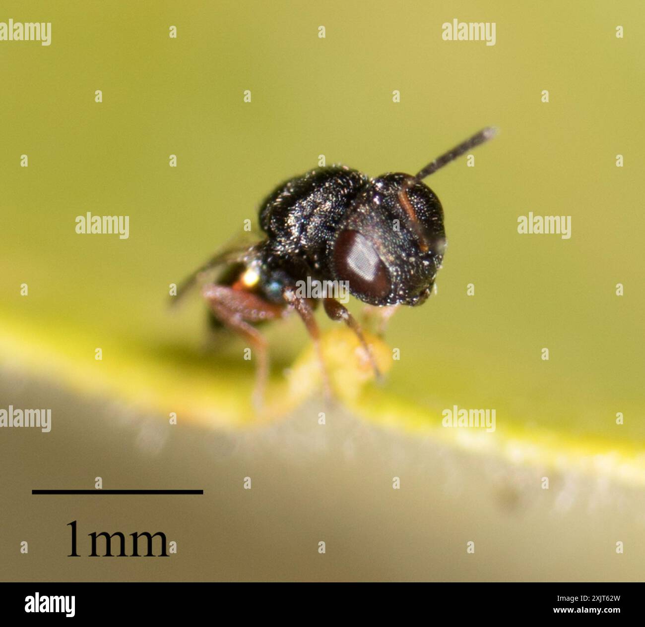 Chalcidoid Wasps (Chalcidoidea) Insecta Stock Photo - Alamy