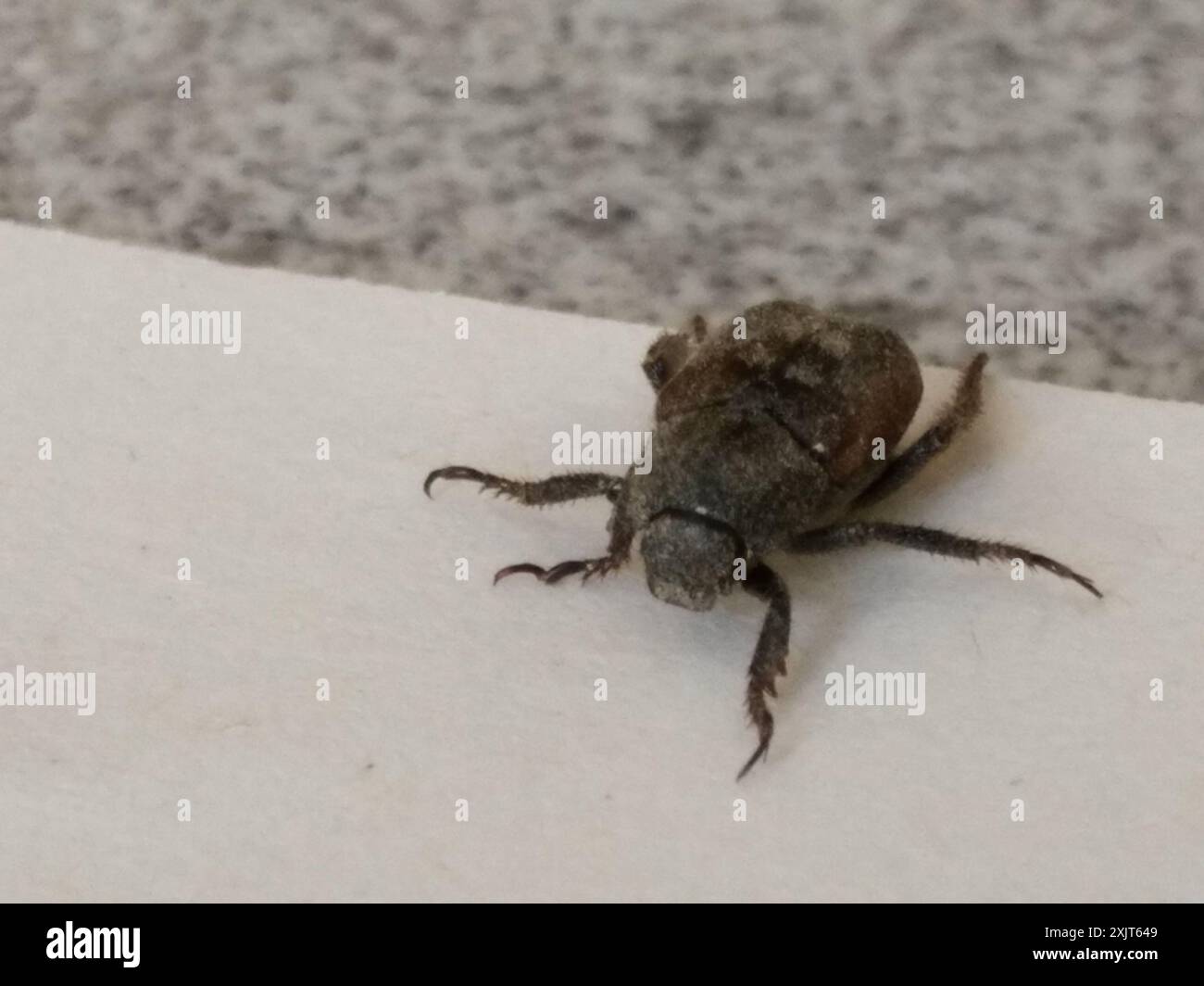 Welsh chafer hi-res stock photography and images - Alamy
