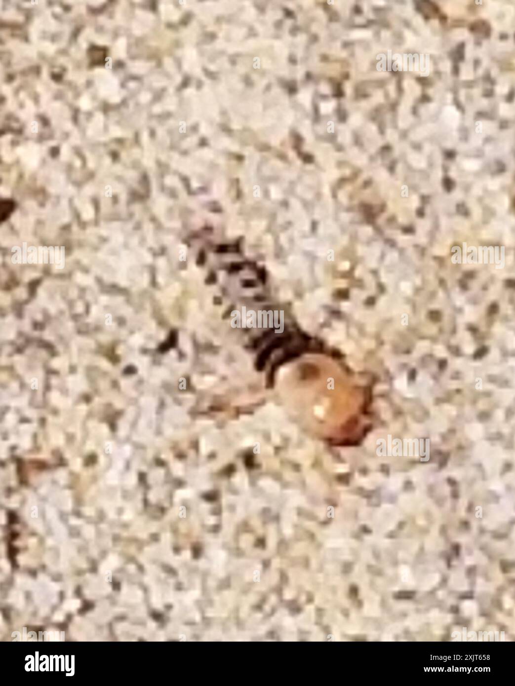 Pictured Rove Beetle (Thinopinus pictus) Insecta Stock Photo - Alamy