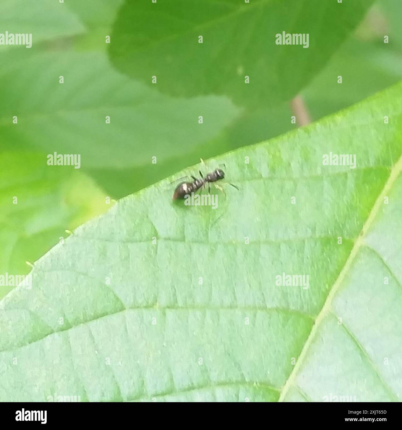 Slender Ant-mimic Jumping Spider (Synemosyna formica) Arachnida Stock ...